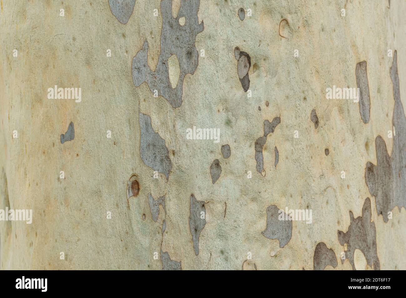 Tree trunk texture hi-res stock photography and images - Alamy