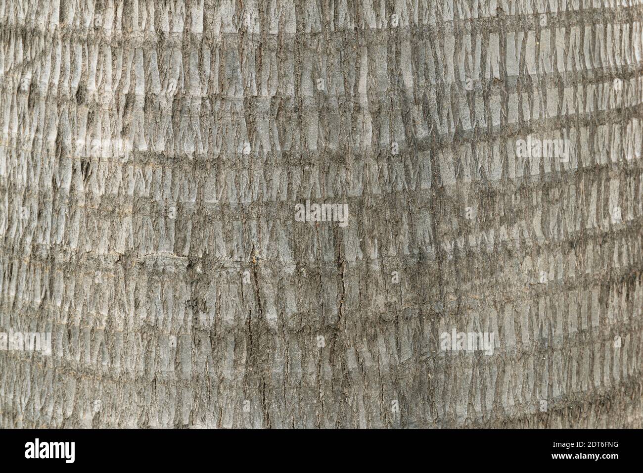 Palm tree trunk texture hi-res stock photography and images - Alamy
