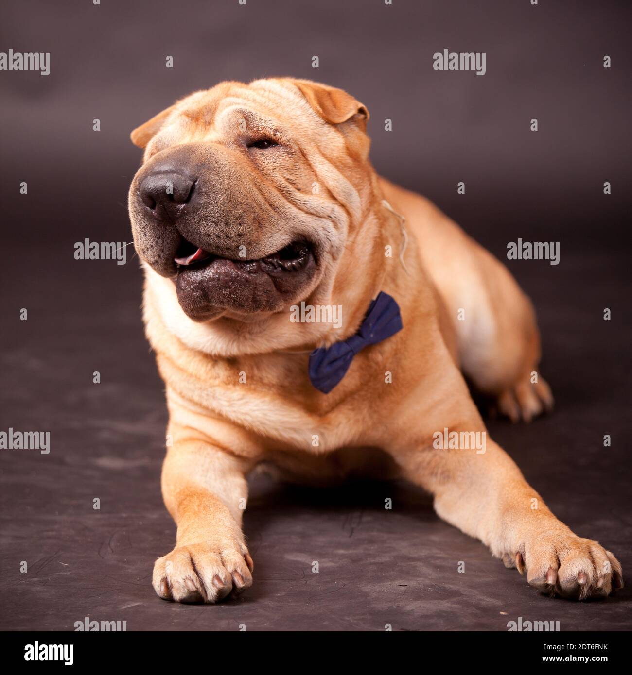 Elegant Sharpei dog in studio Stock Photo - Alamy
