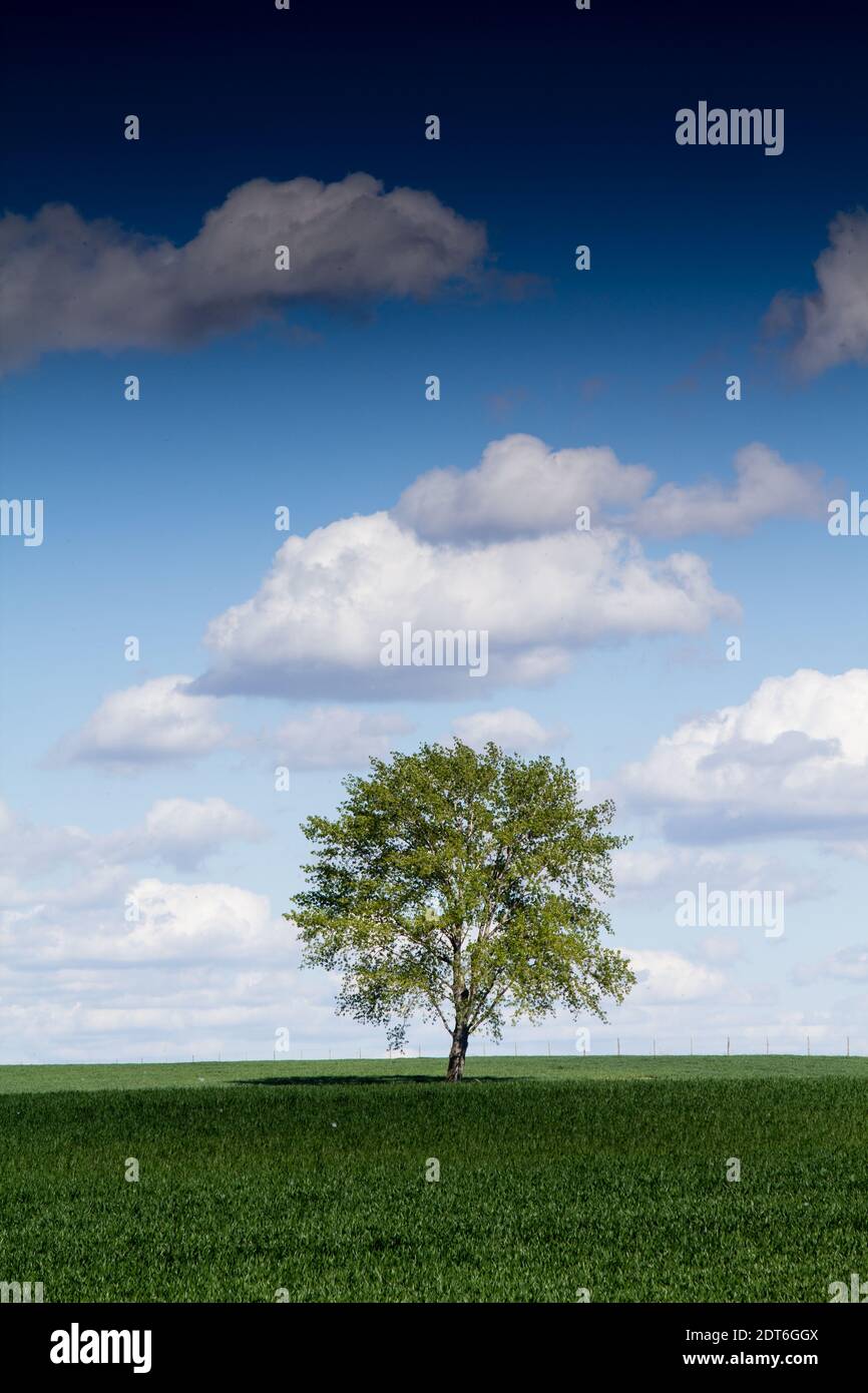 beautiful landscape and lone tree Stock Photo - Alamy