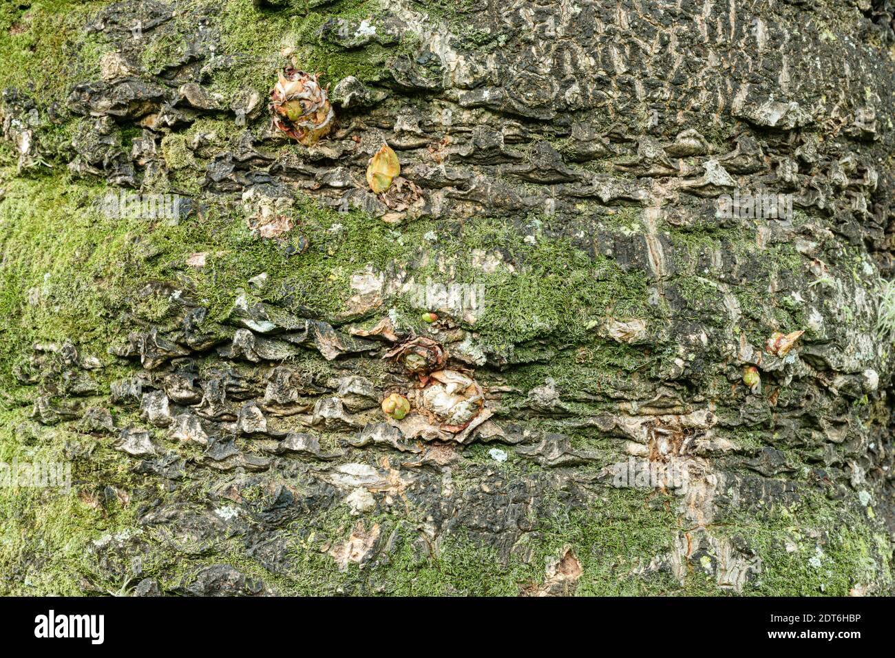 Tree trunk texture with green slime and small sprouts Stock Photo - Alamy