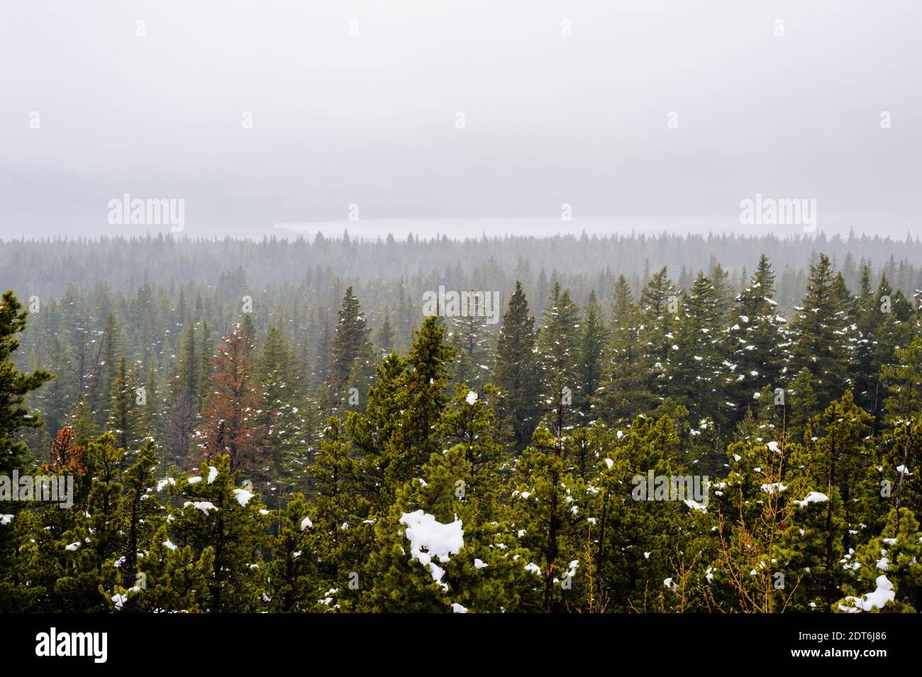 Coniferous forest hi-res stock photography and images - Alamy