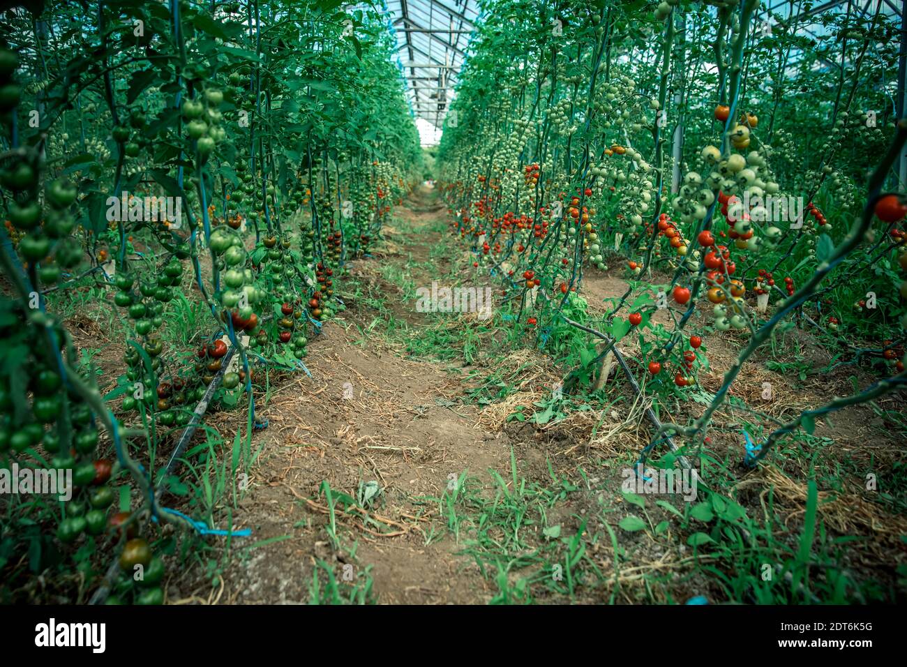 rows of tomatoes in a greenhouse on a farm Stock Photo - Alamy