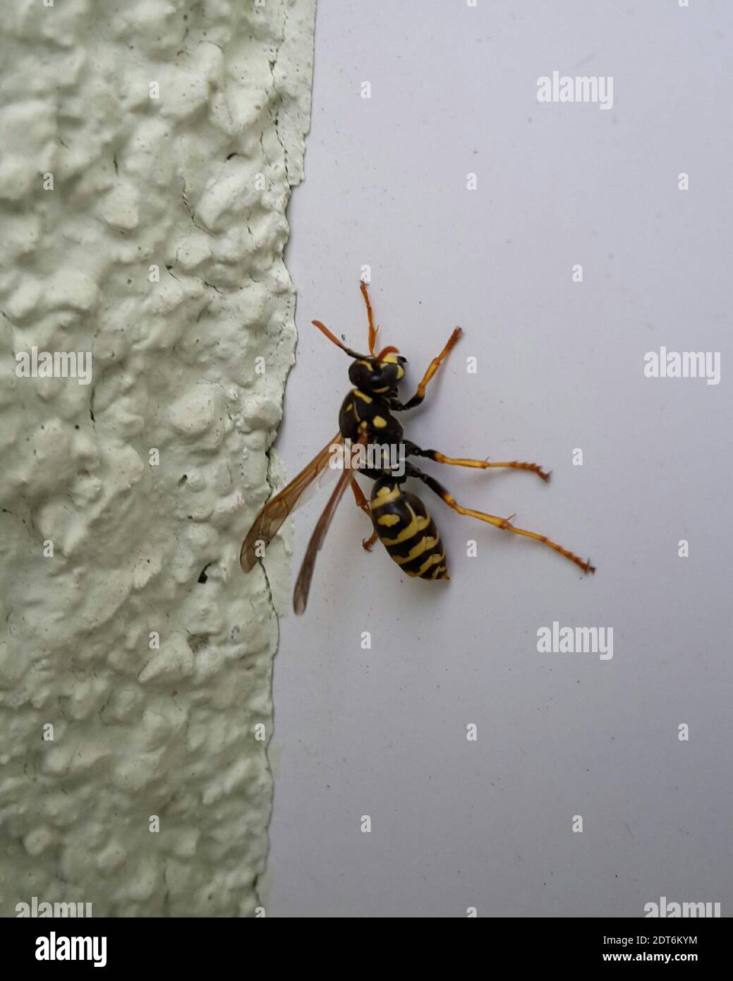 Wesp hi-res stock photography and images - Alamy