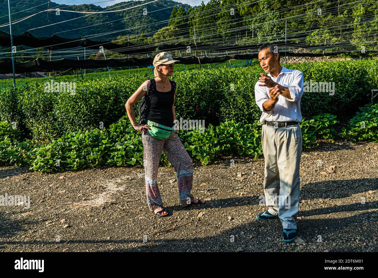 Japanese Green Tea Farm of Shizuoka, Japan Stock Photo - Alamy