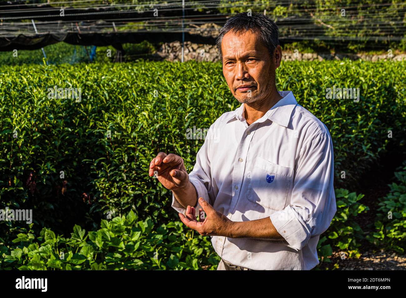 Japanese Green Tea Farm of Shizuoka, Japan Stock Photo - Alamy