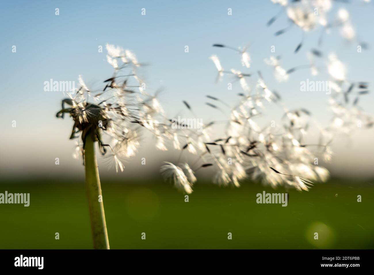 Dandelion desktop wallpaper hi-res stock photography and images - Alamy