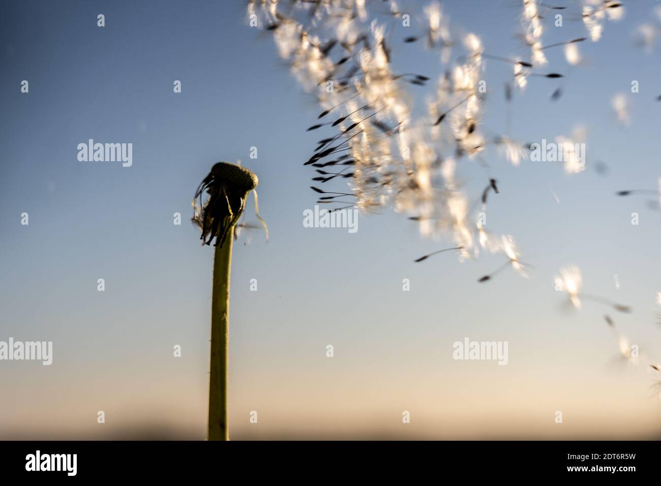 Flight of the seeds of a dandelion in the wind Stock Photo - Alamy