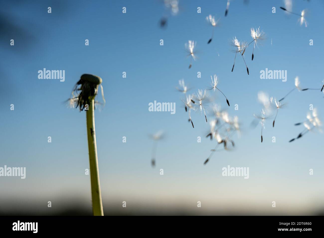 Flight of the seeds of a dandelion in the wind Stock Photo - Alamy