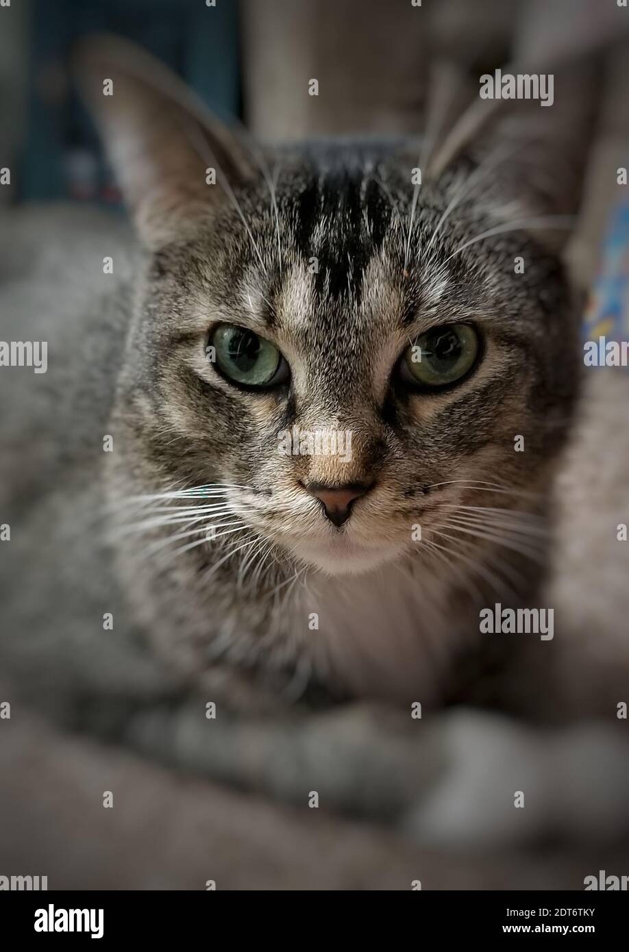 Cat loaf hi-res stock photography and images - Alamy