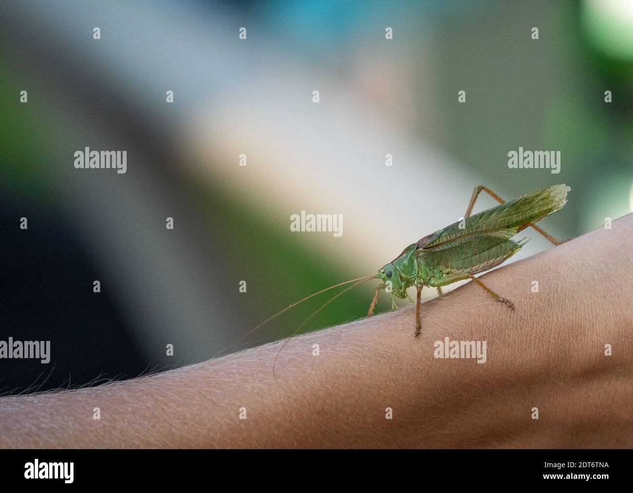 close up of a huge green grasshopper sitting on a human arm Stock Photo ...