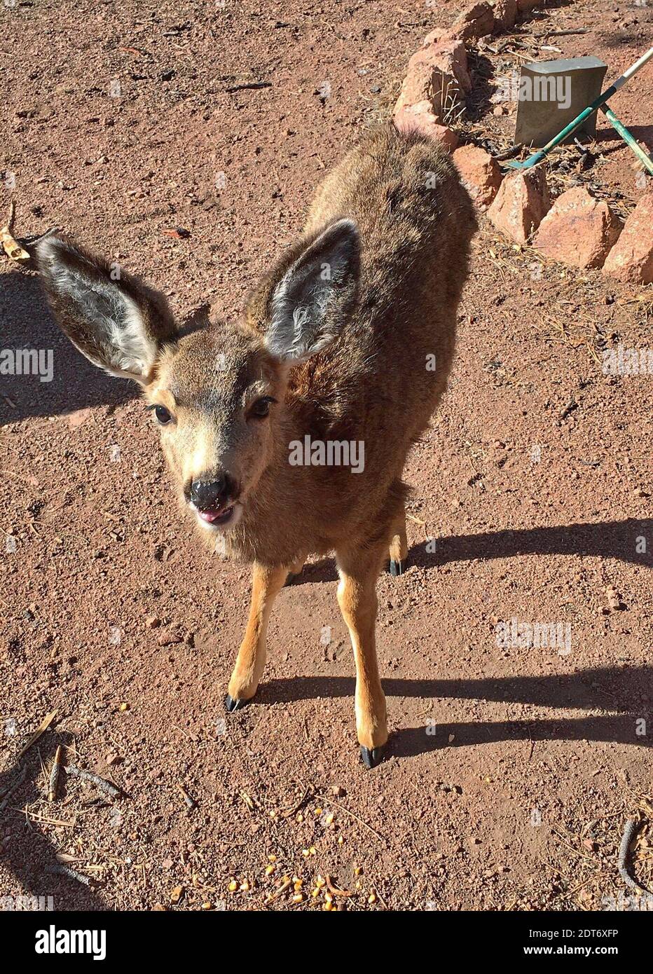 Deer up close hi-res stock photography and images - Alamy