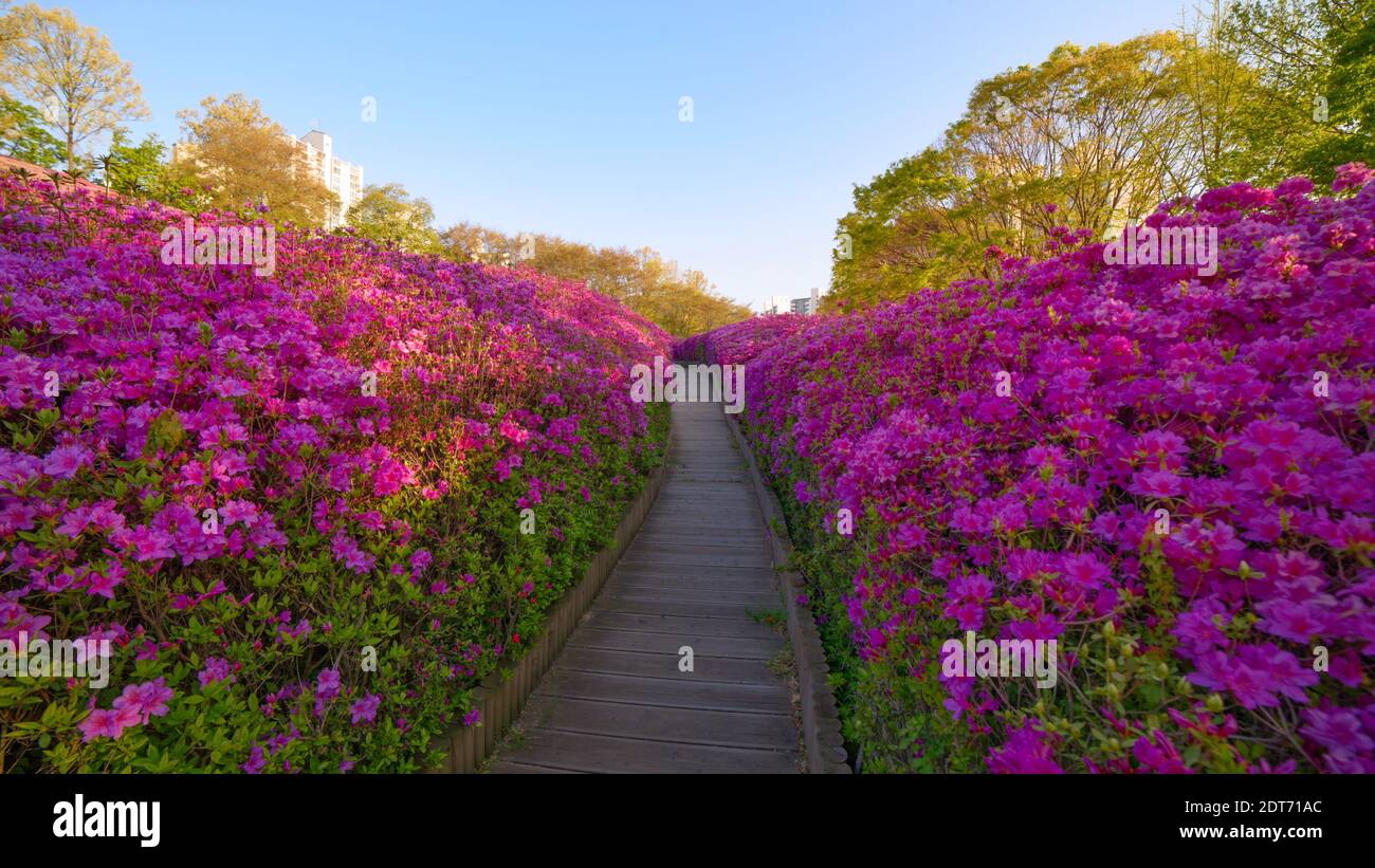 Korean azalea hi-res stock photography and images - Alamy