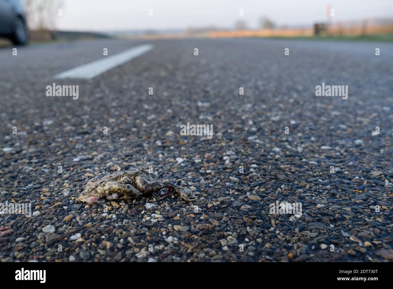 Crushed frog roadkill killed by a by car on asphalt Stock Photo - Alamy