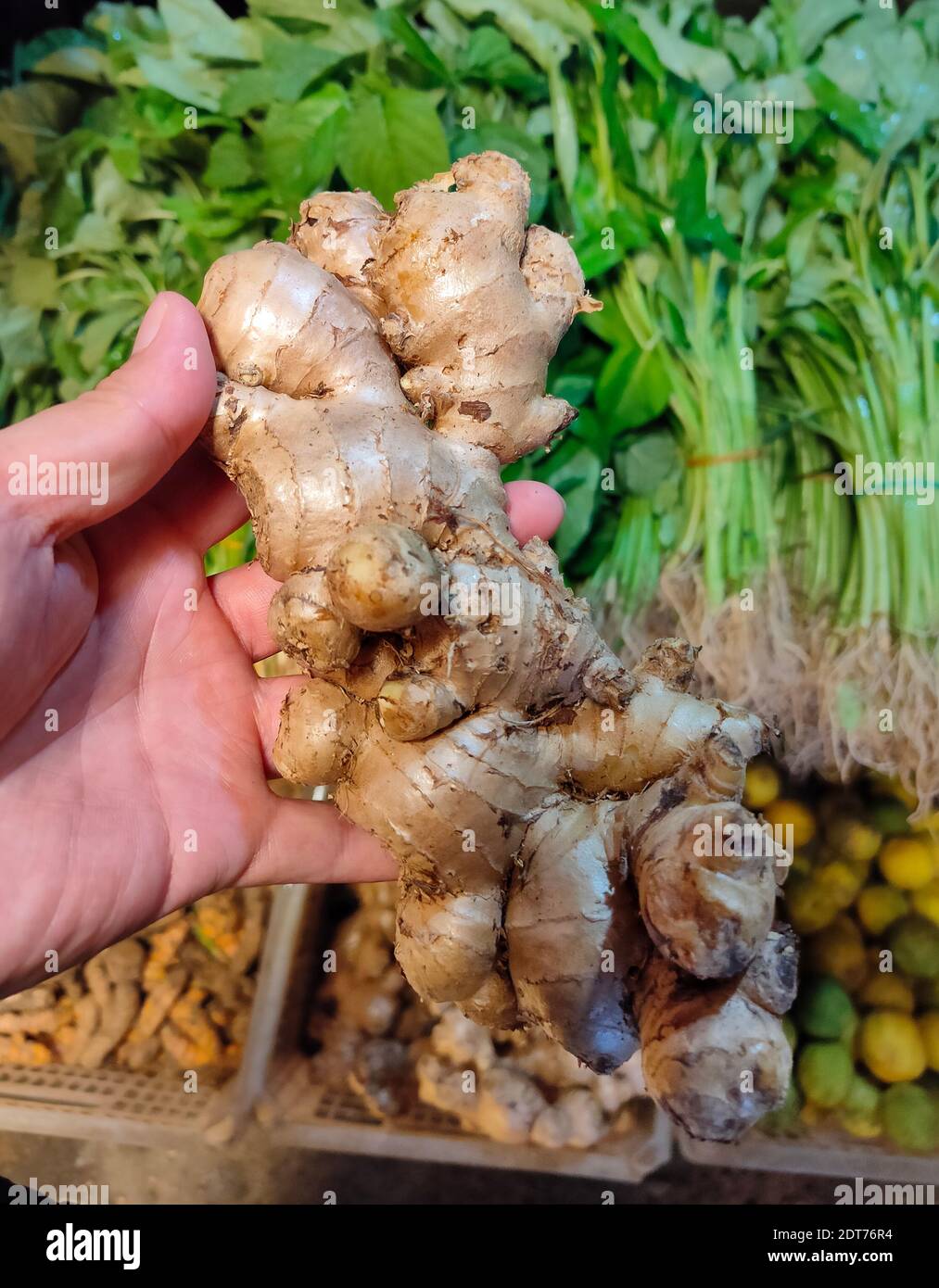 Planting ginger root hi-res stock photography and images - Alamy