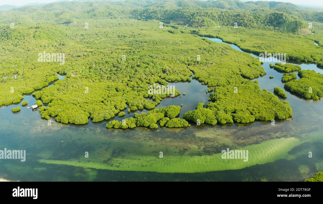 River in tropical mangrove green tree forest top view. Mangrove jungles ...