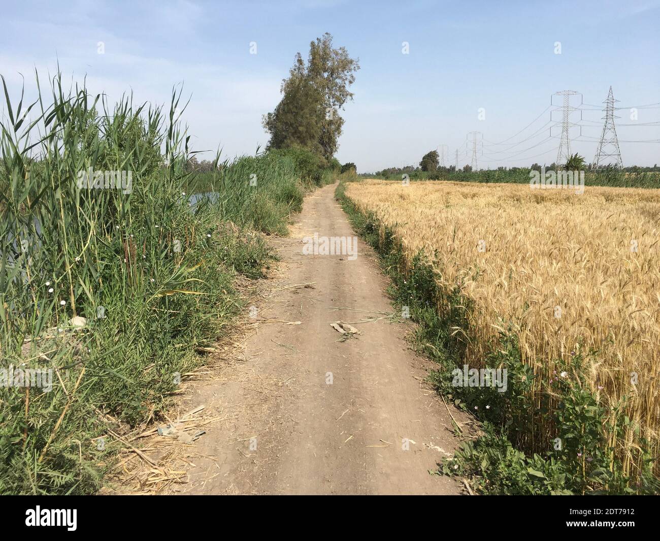 Corn egypt hi-res stock photography and images - Alamy