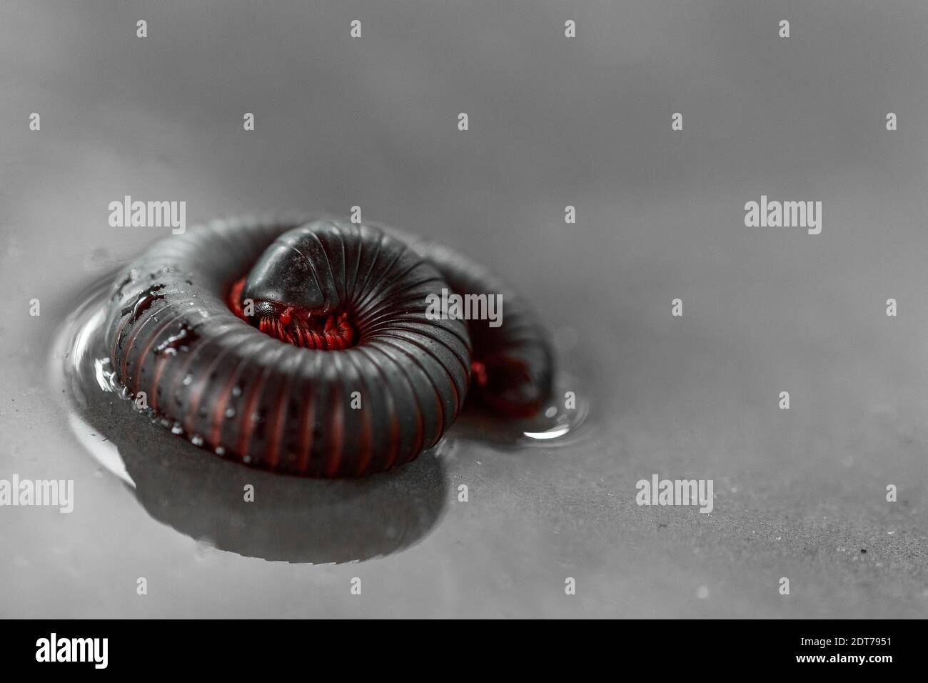 Millipede Eating High Resolution Stock Photography and Images - Alamy