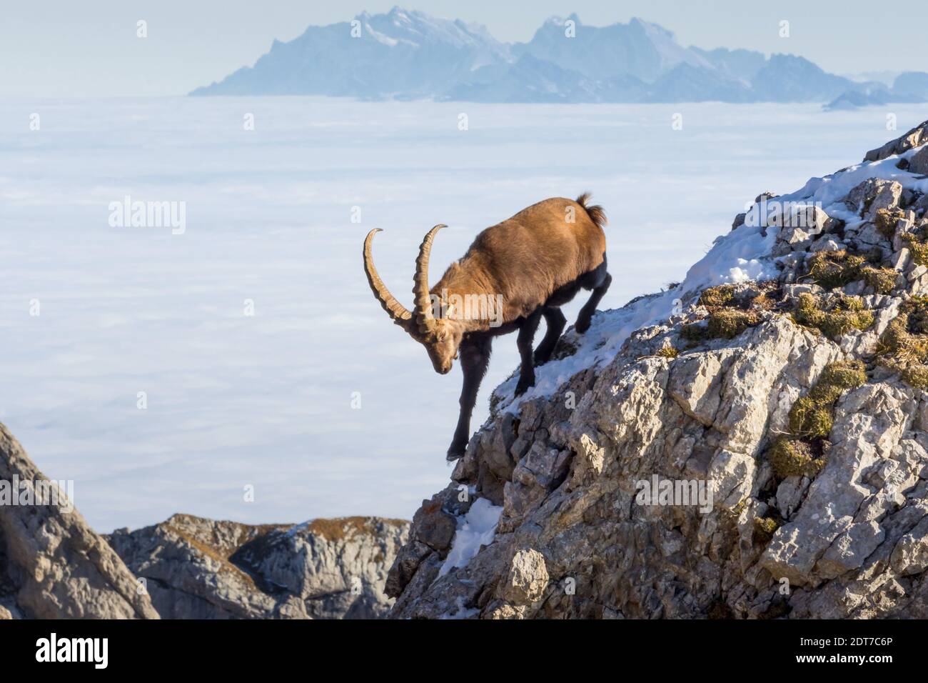 Alpine ibex (Capra ibex, Capra ibex ibex), climbing on a rock above the ...