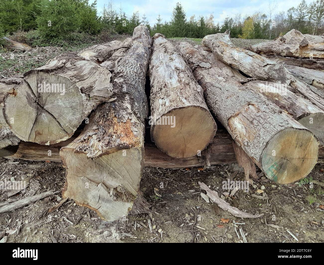 cut forest tree trunks at the stockyard in the forest, Germany Stock ...