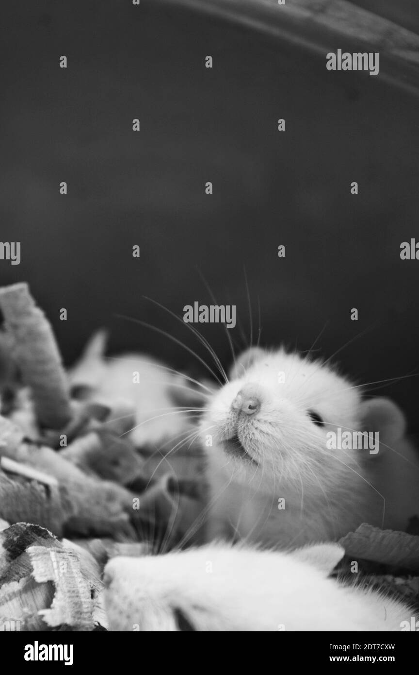 The mouse and his child Black and White Stock Photos & Images - Alamy