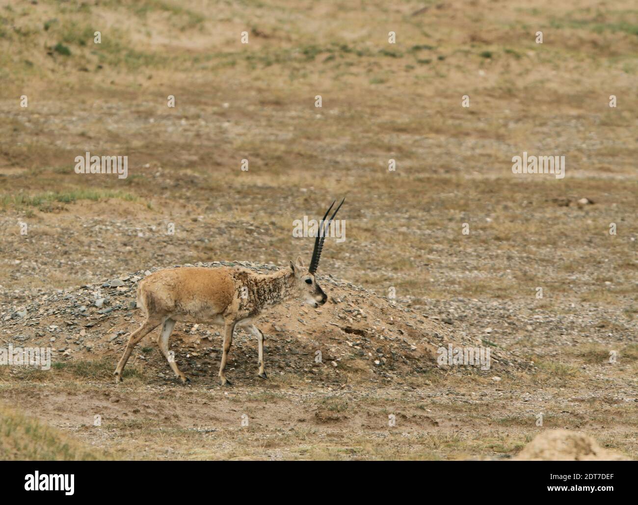 Tibetan Antelope Chiru