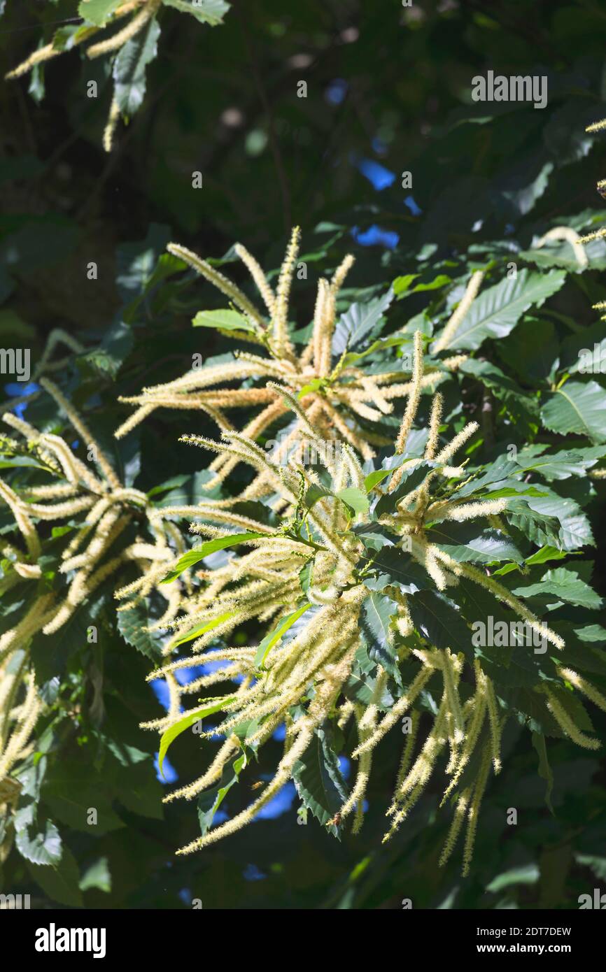 Spanish chestnut, sweet chestnut (Castanea sativa), blooming, Germany ...