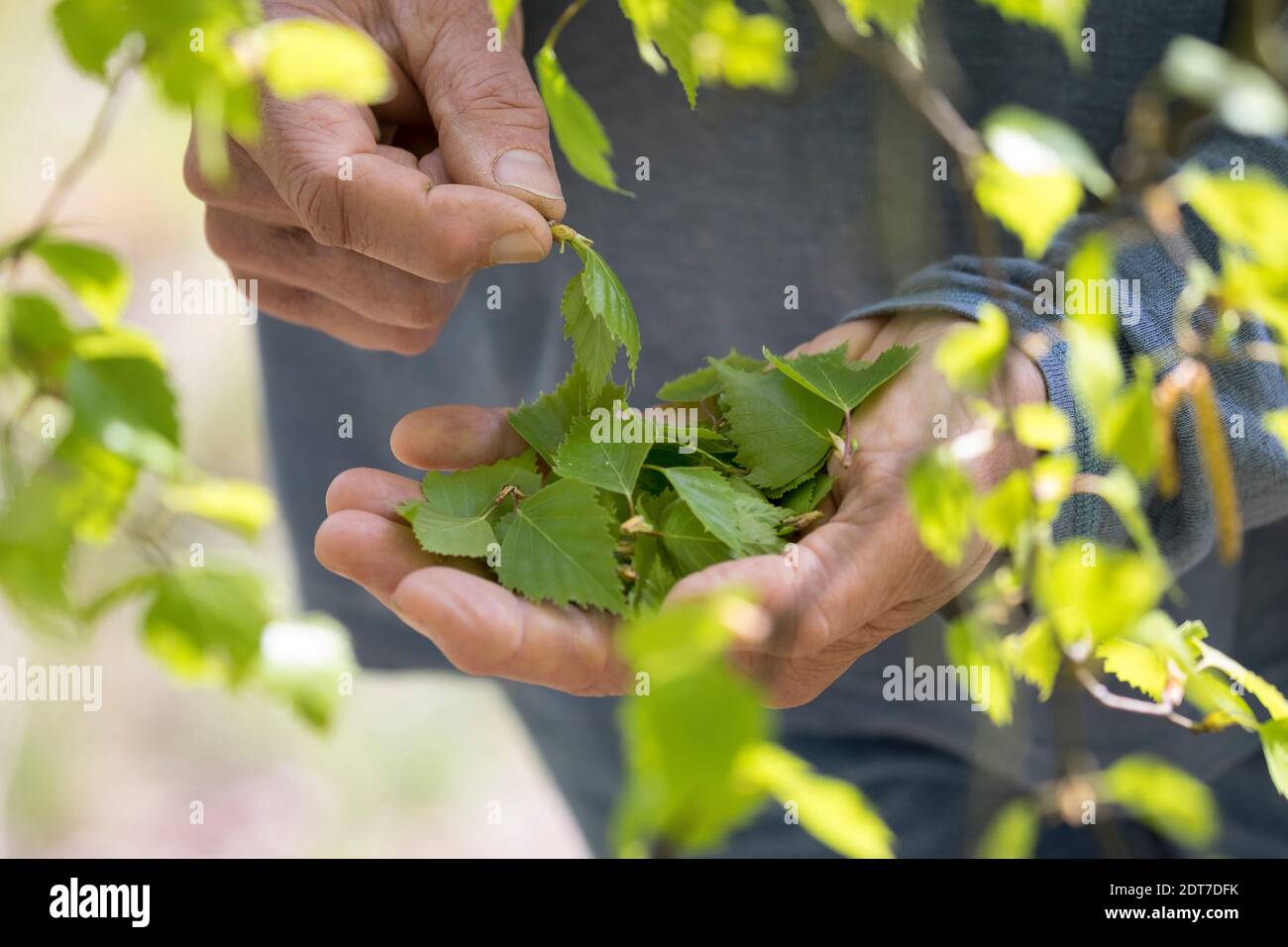 common birch, silver birch, European white birch, white birch (Betula ...