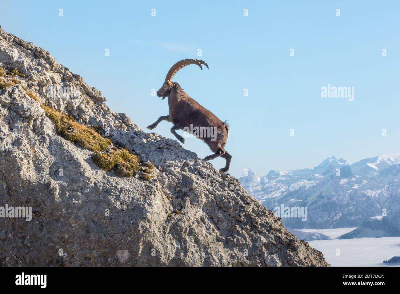 Alpine ibex (Capra ibex, Capra ibex ibex), climbing on a rock above the ...