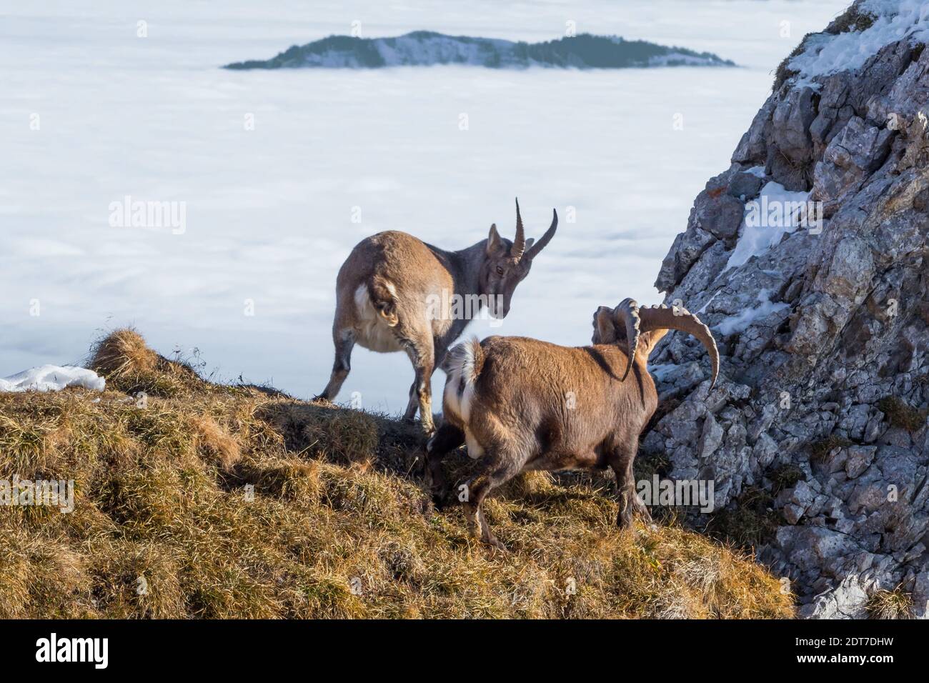 Pilatus chain hi-res stock photography and images - Alamy