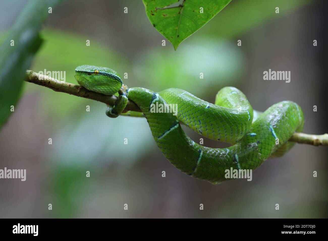 Wagler's pit viper, Wagler's palm viper (Trimeresurus wagleri ...
