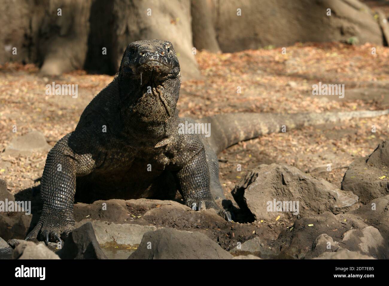 Komodo dragon, Komodo monitor, ora (Varanus komodoensis), at boulders ...