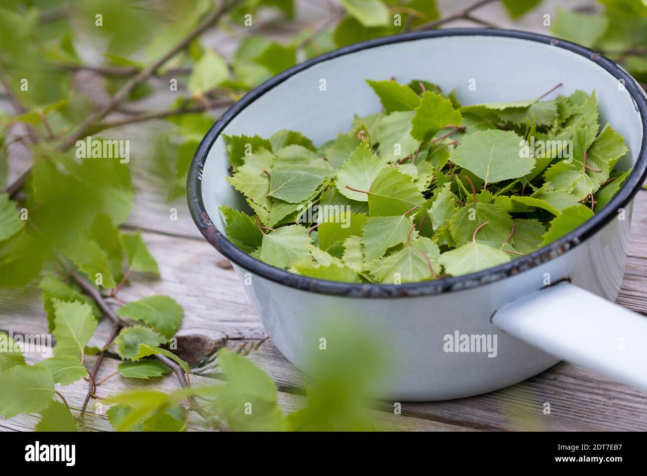 common birch, silver birch, European white birch, white birch (Betula ...