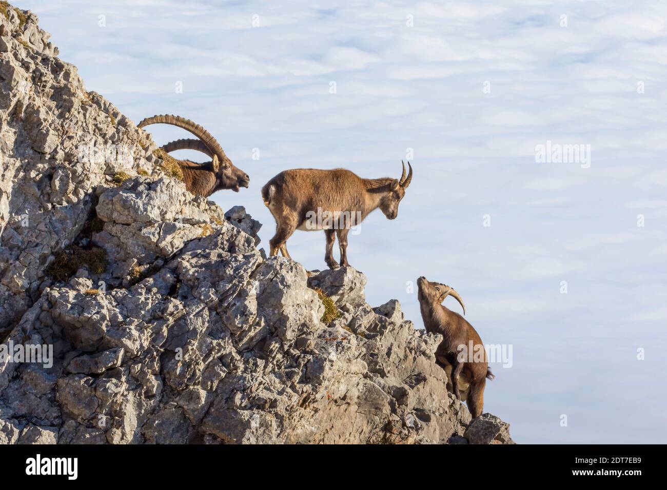 Alpine ibex (Capra ibex, Capra ibex ibex), at the rut on a rock above ...