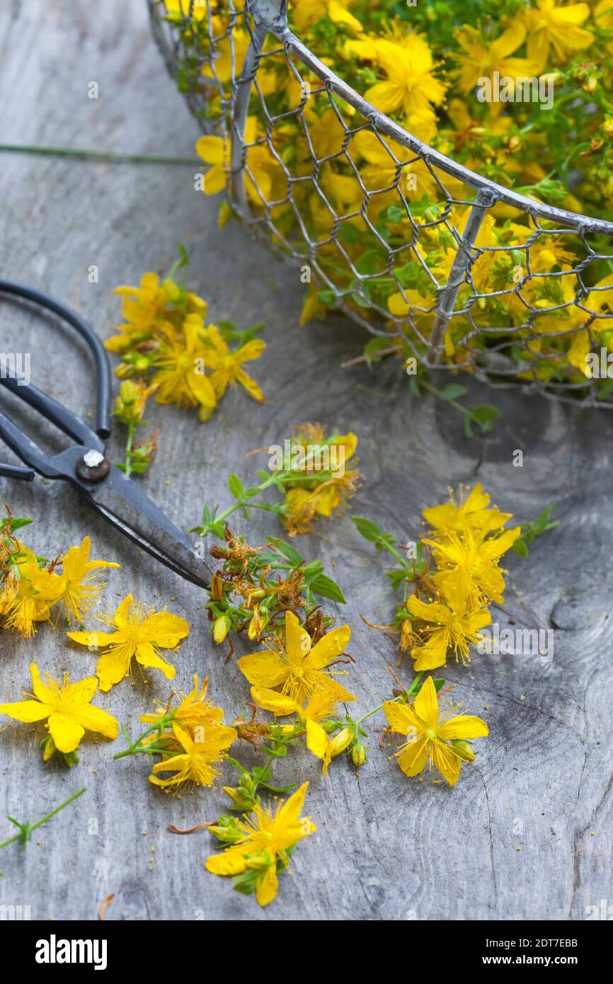 Common St Johns-wort, perforate St Johns-wort, klamath weed, St. Johns ...