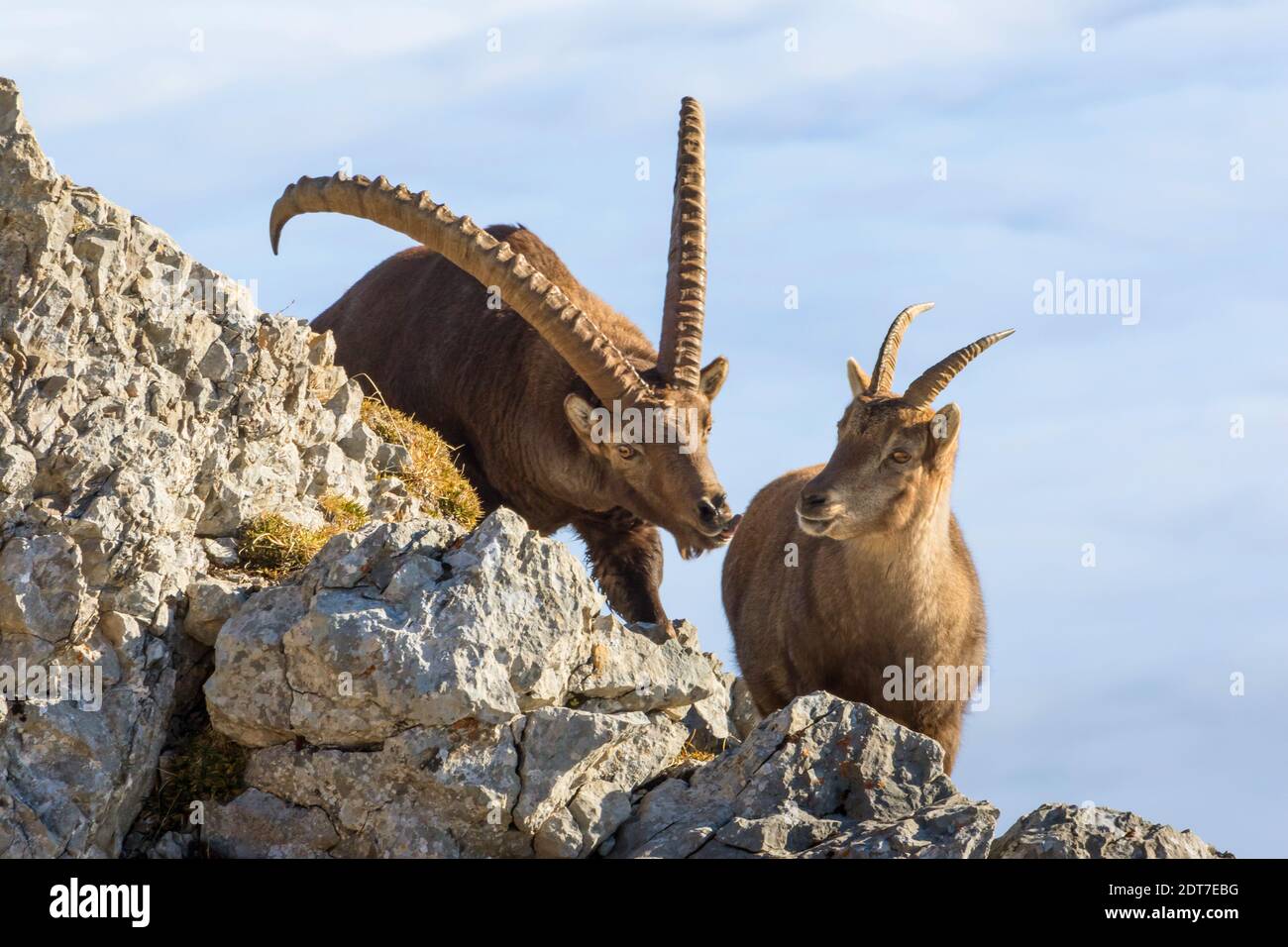 Pilatus chain hi-res stock photography and images - Alamy