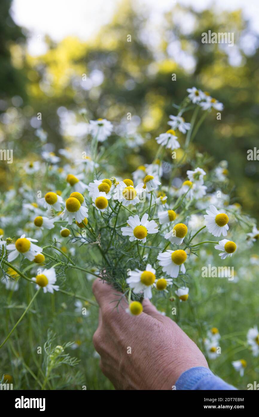 Scented mayweed hi-res stock photography and images - Alamy