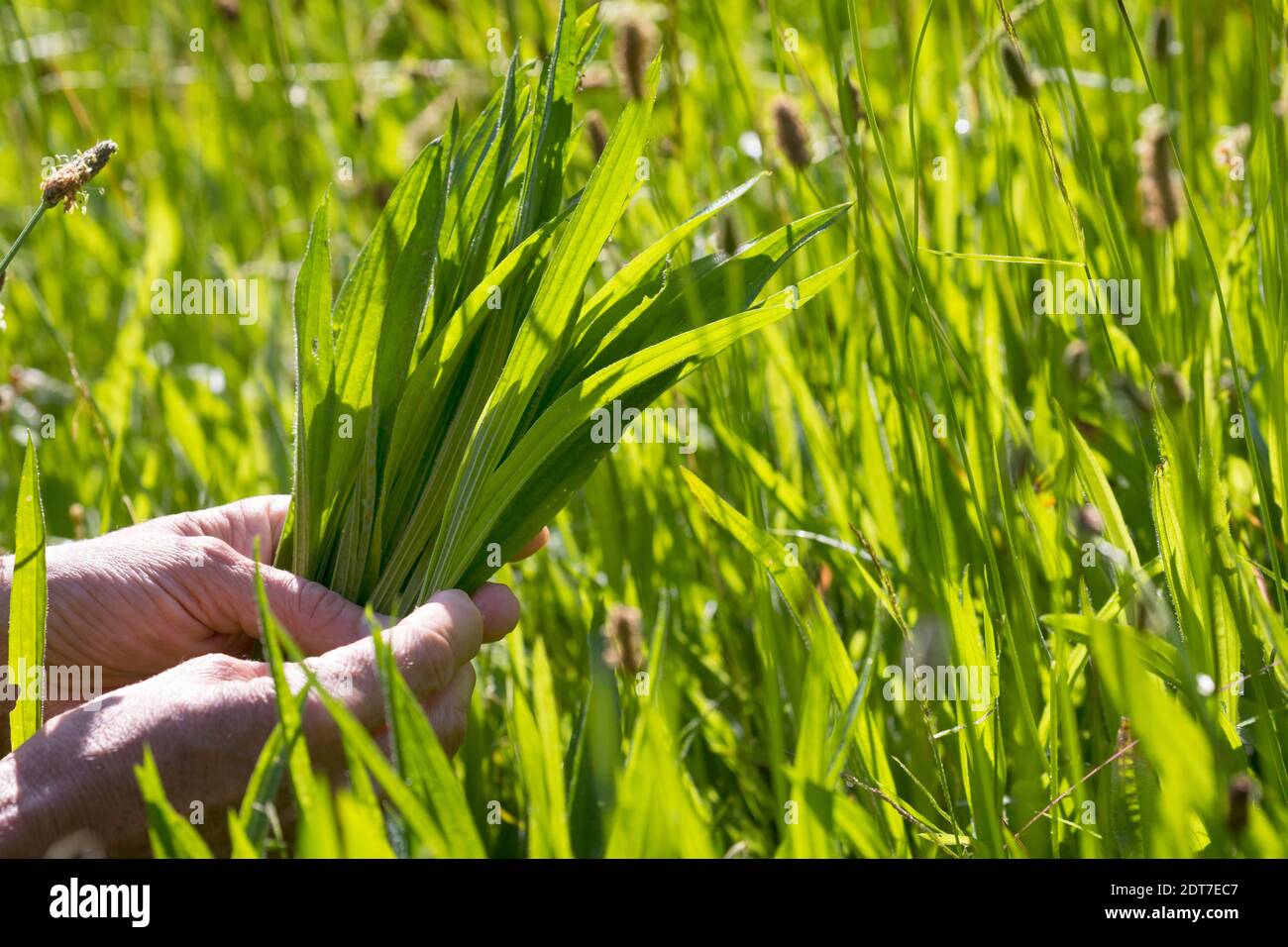 buckhorn plantain, English plantain, ribwort plantain, rib grass ...