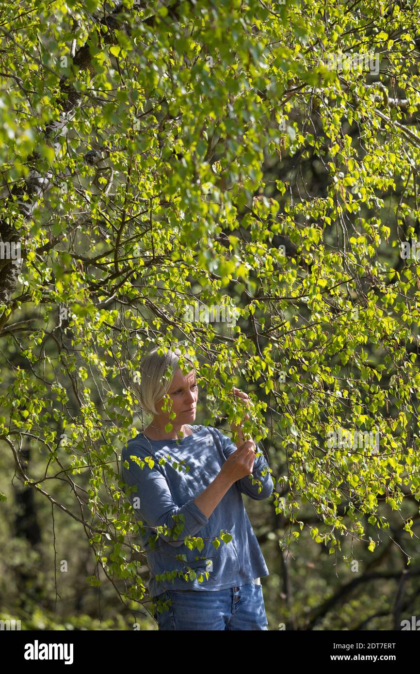 common birch, silver birch, European white birch, white birch (Betula ...