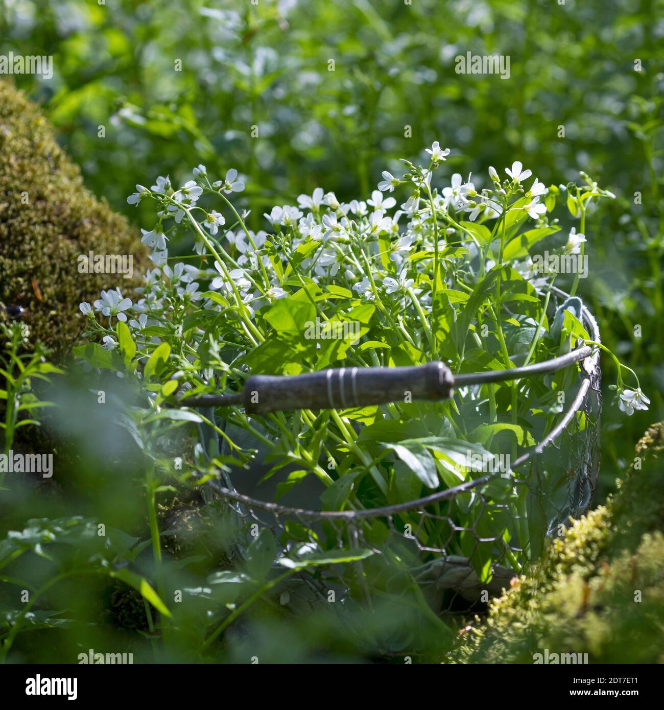 large bitter-cress, large Bittercress (Cardamine amara), harvesting of ...