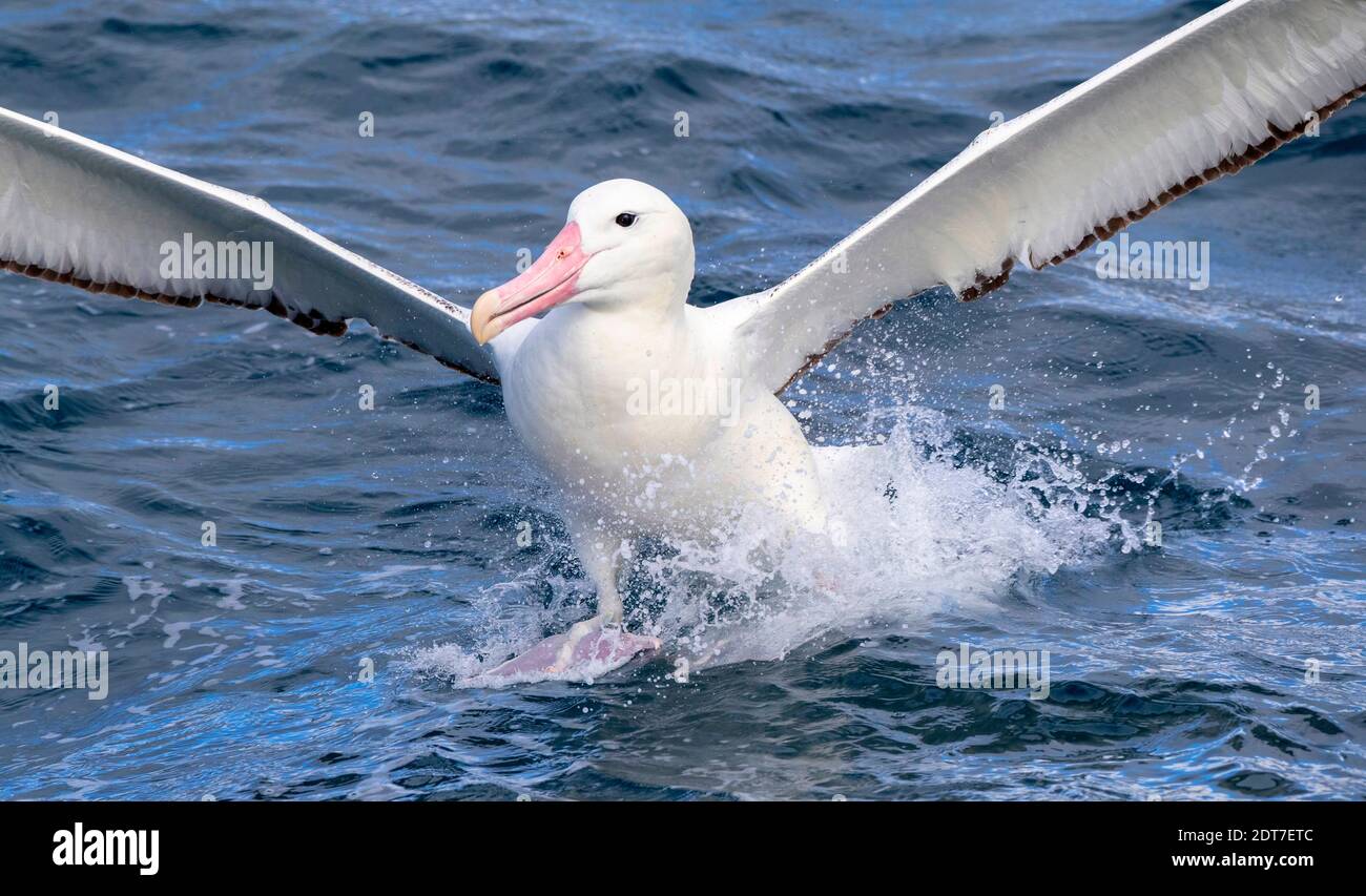 Royal albatross landing hi-res stock photography and images - Alamy