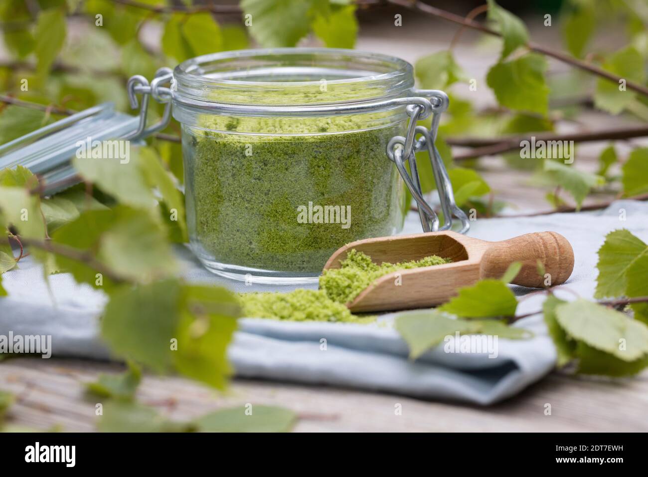 common birch, silver birch, European white birch, white birch (Betula ...