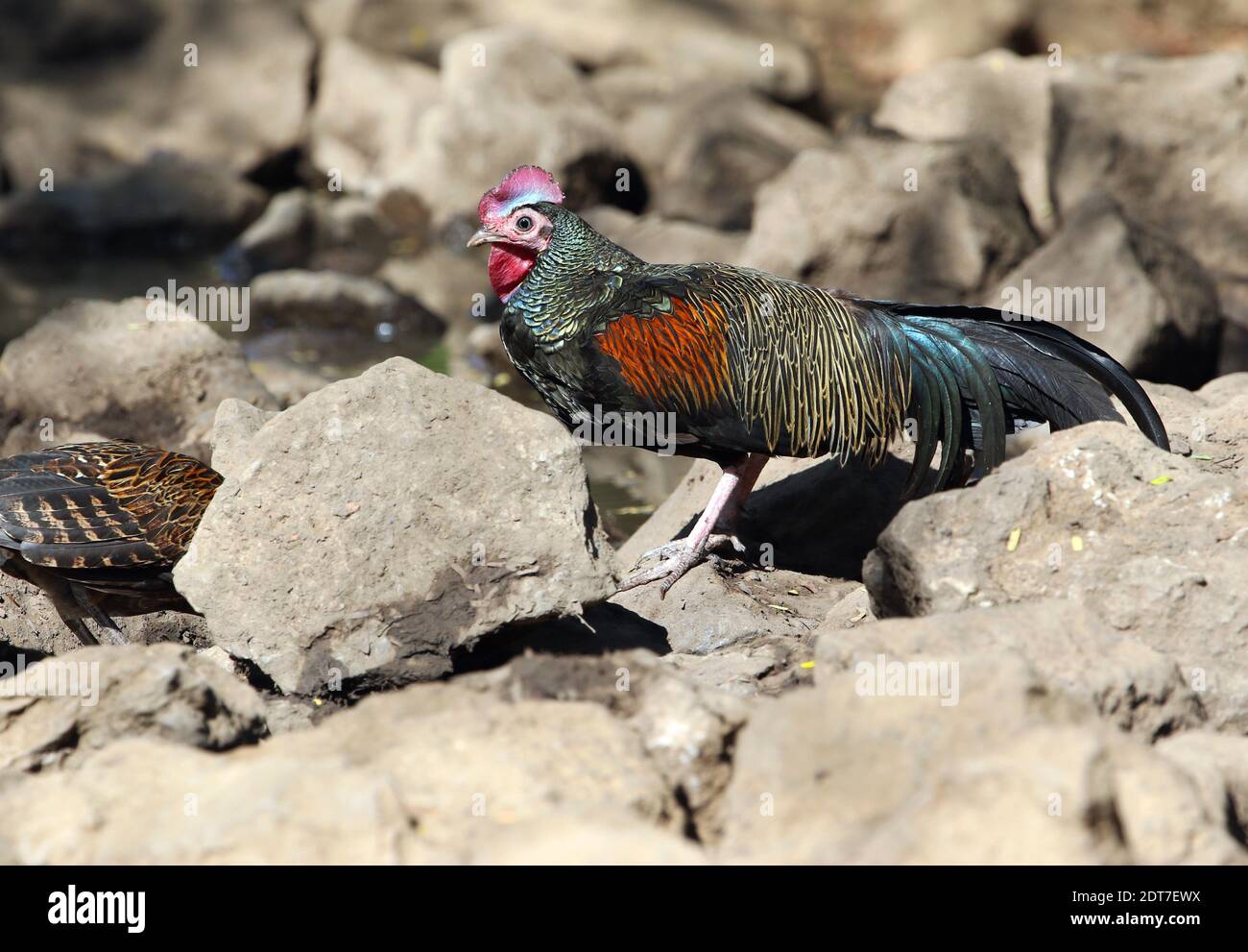 Green jungle-fowl, Green Junglefowl, Javan junglefowl, Green Javanese ...