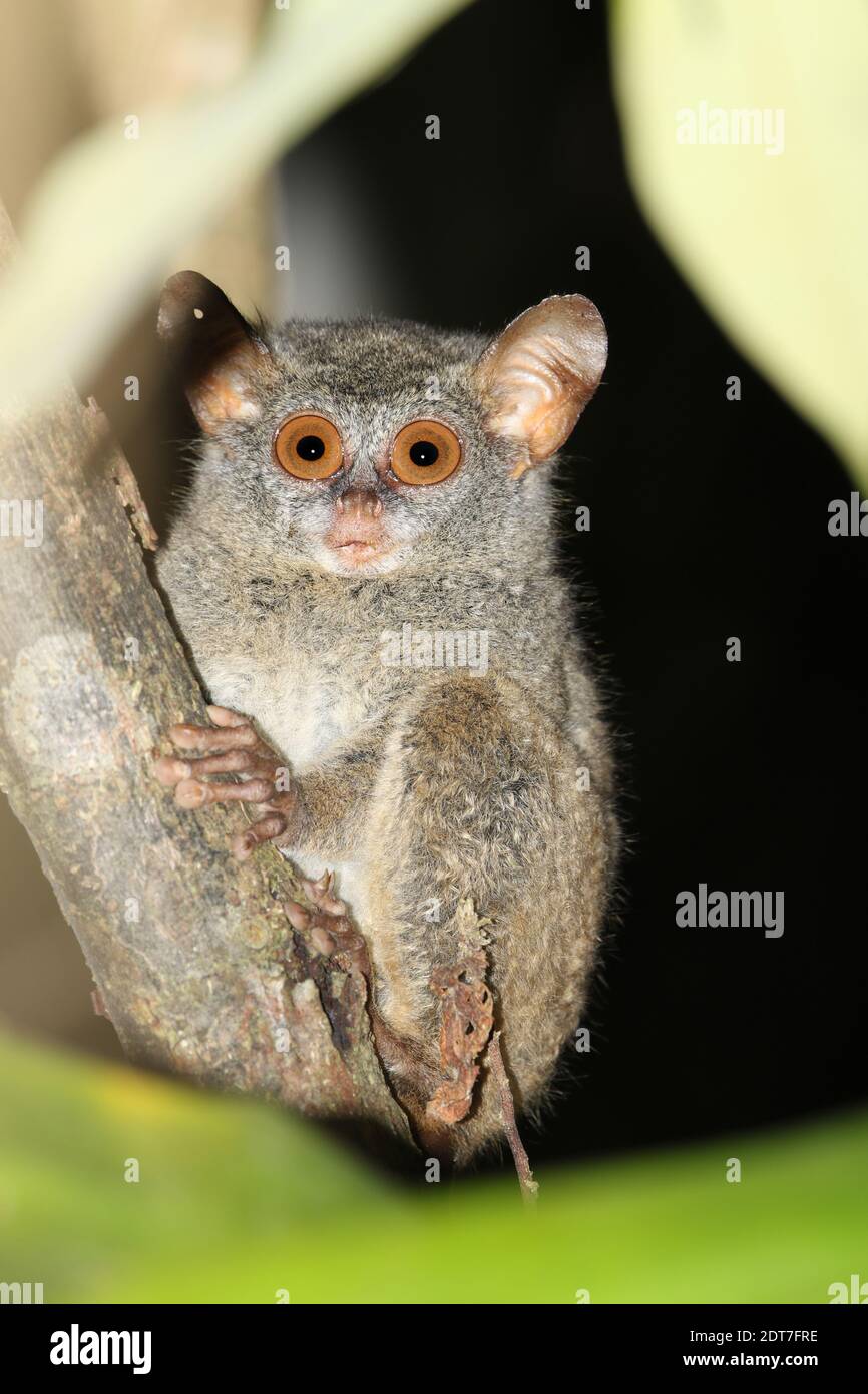 Peleng tarsier, Peleng Island tarsier (Tarsius pelengensis), at night ...