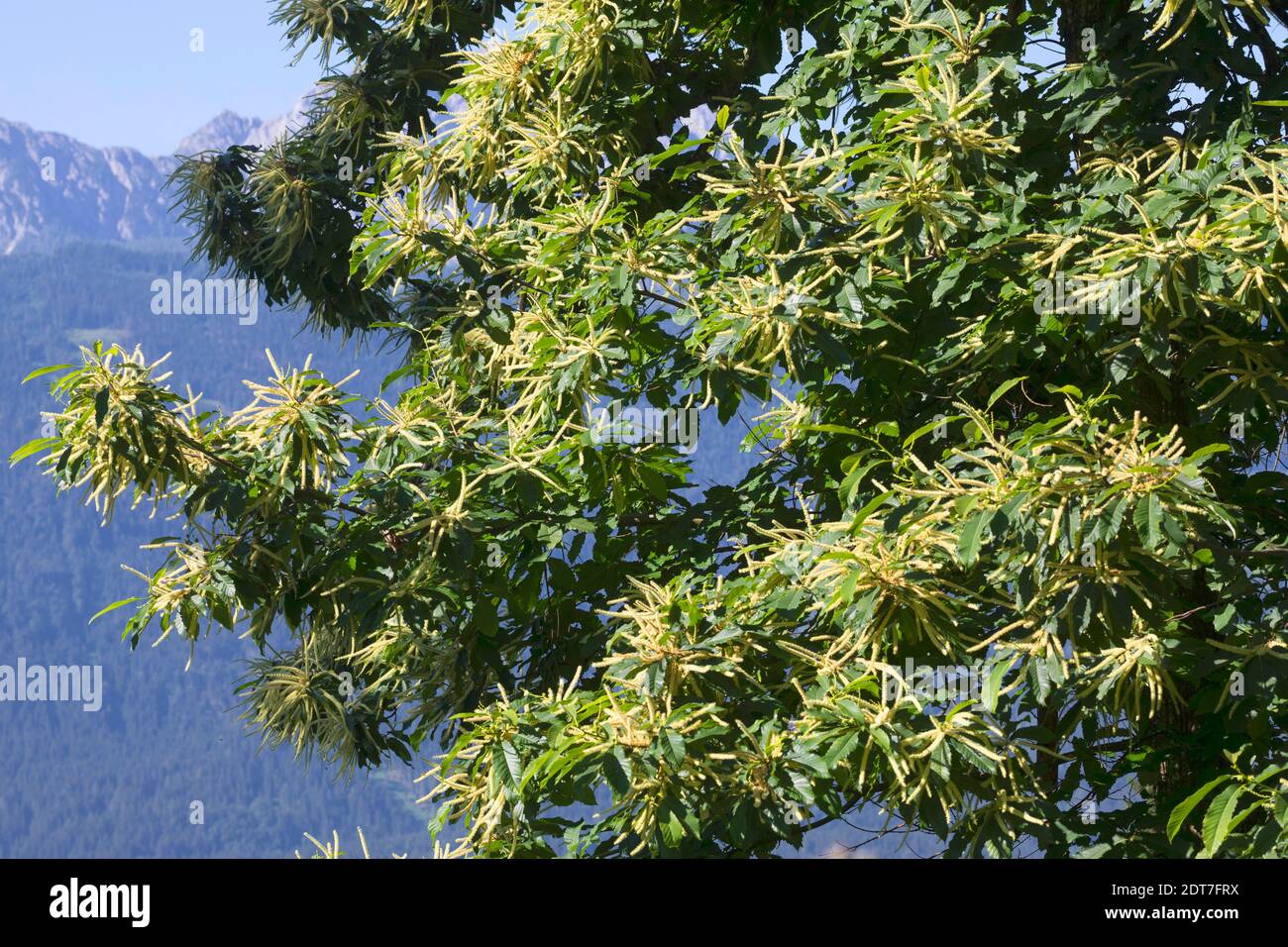 Spanish chestnut, sweet chestnut (Castanea sativa), blooming, Germany ...