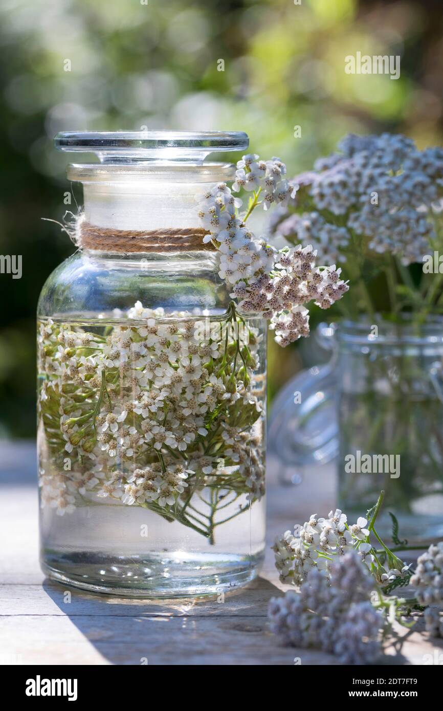 common yarrow, milfoil (Achillea millefolium), self-made yarrow ...