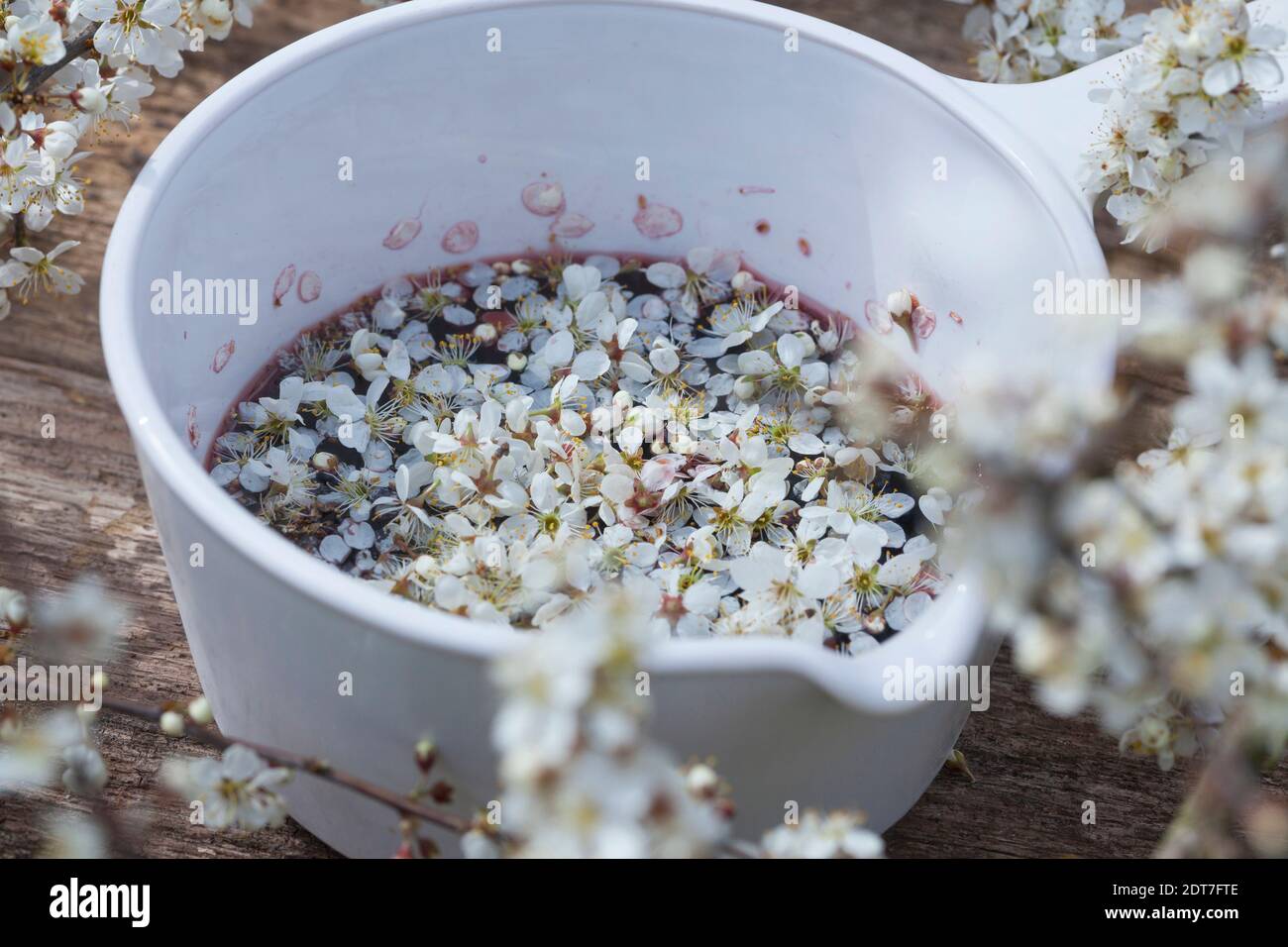 blackthorn, sloe (Prunus spinosa), self made sloe flower wine, red wine ...