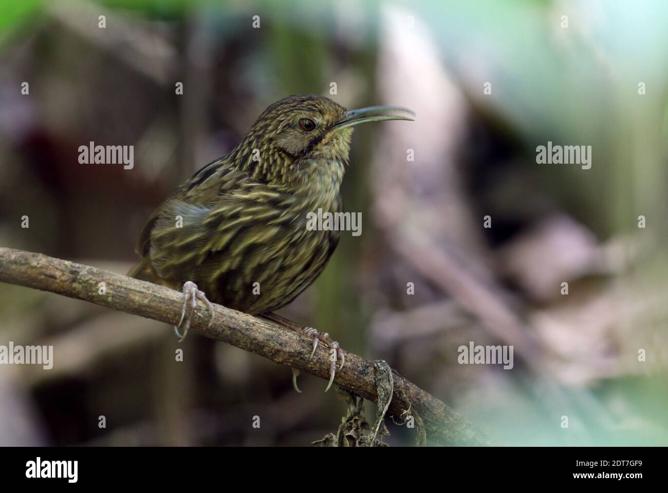 Wren bird india hi-res stock photography and images - Alamy