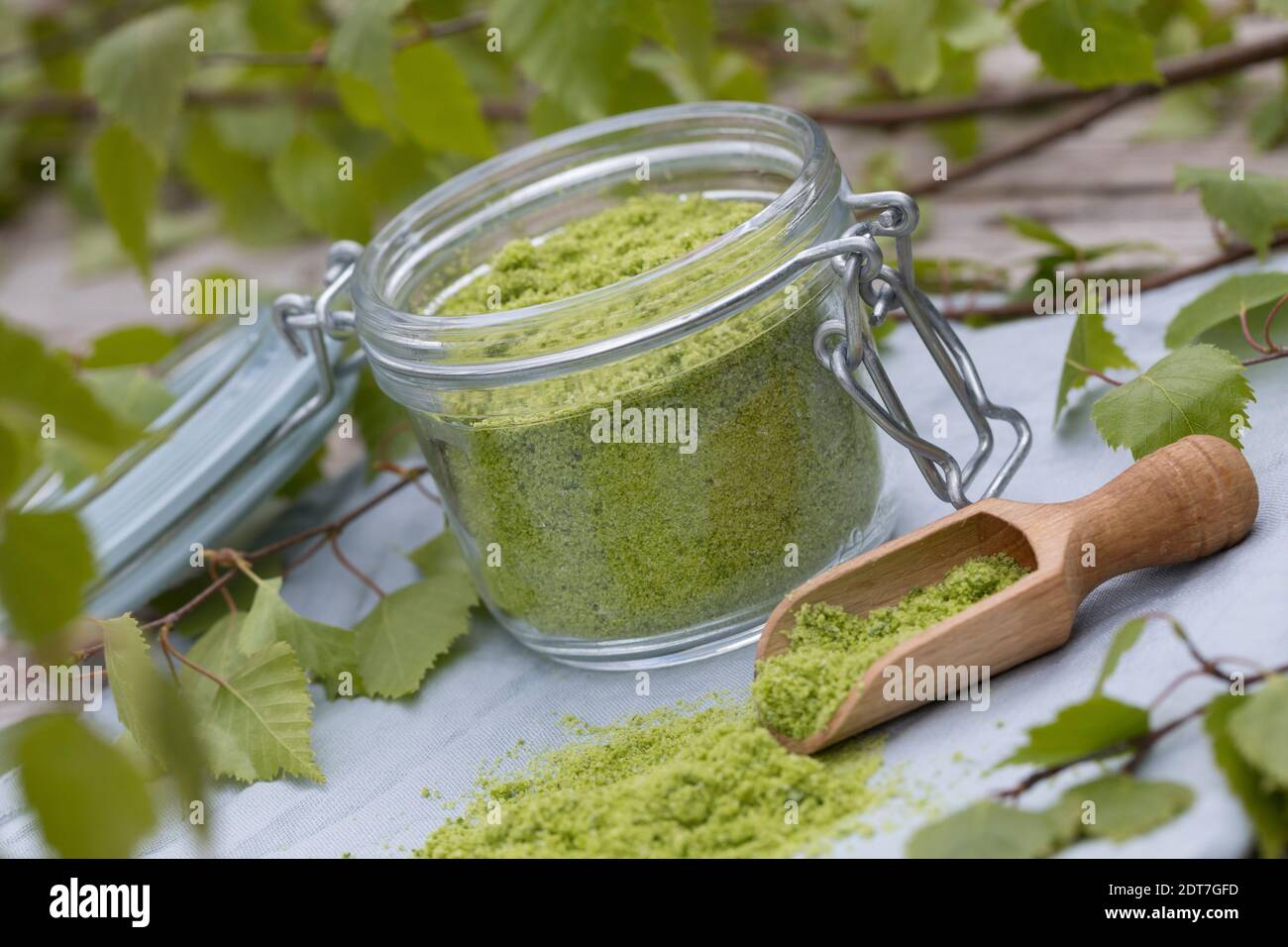 common birch, silver birch, European white birch, white birch (Betula ...