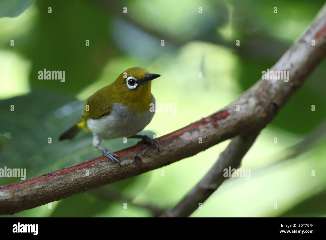 pale-bellied white-eye (Zosterops consobrinorum), perching on a branch ...